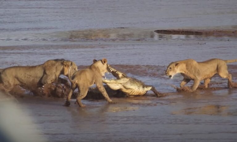 Se desarrolla una feroz batalla cuando tres leones unen fuerzas para enfrentarse a un cocodrilo ...