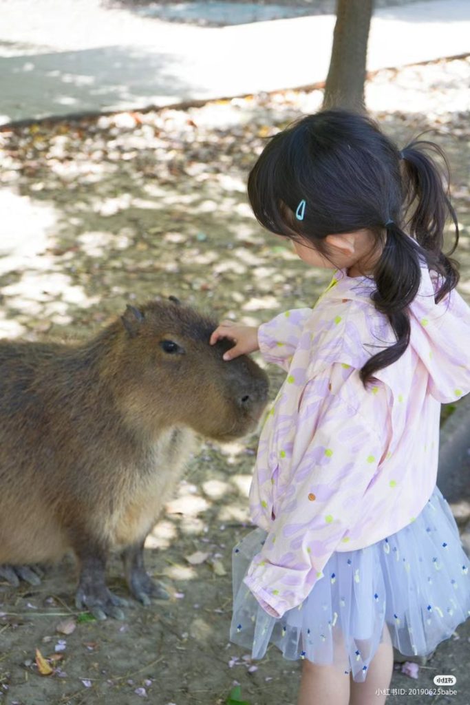 Keny and Her Adorable Capybara Companion - Luxury House